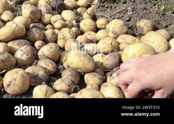 Hands of a woman farmer sorting freshly dug young potatoes soiled with ...