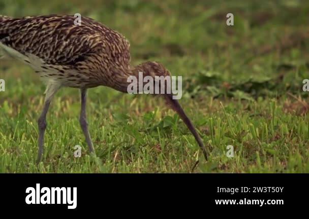 Curlew nest Stock Videos & Footage - HD and 4K Video Clips - Alamy