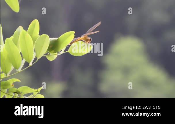 A close up footage of a Golden Winged Skimmer (Libellula auripennis) on ...