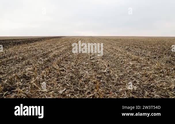Dry stalks of corn on the field in late autumn. The dry corn field ...