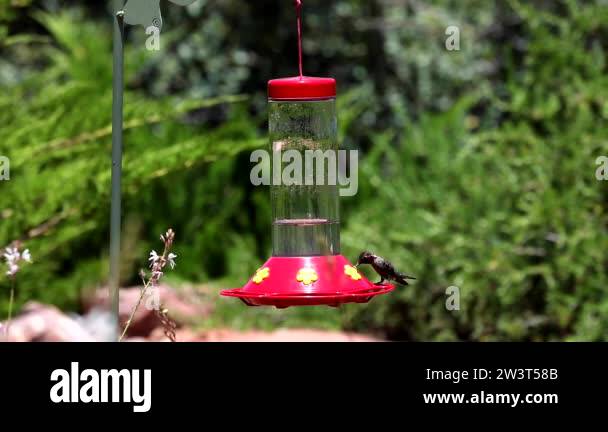 Back drink Stock Videos & Footage - HD and 4K Video Clips - Alamy