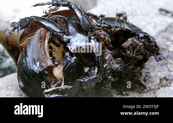 Eat insects and invertebrates Stock Videos & Footage - HD and 4K Video ...