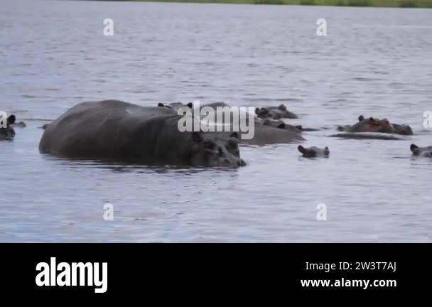 Group hippos in lake Stock Videos & Footage - HD and 4K Video Clips - Alamy