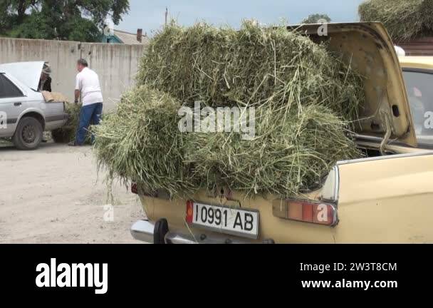 People loading hay Stock Videos & Footage - HD and 4K Video Clips - Alamy