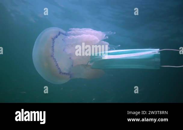Floating in the thickness of the water in the Black Sea (Rhizostoma ...