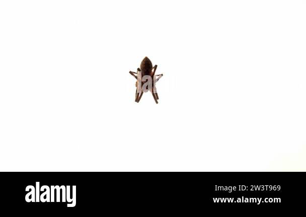 Spider translucent legs Stock Videos & Footage - HD and 4K Video Clips ...