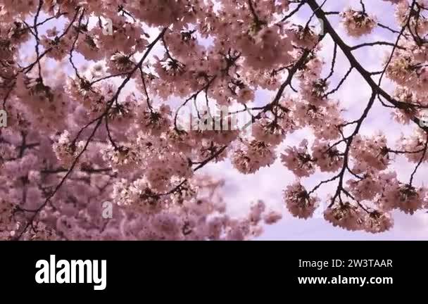 Stormy weather in spring with cherry trees in full blow shows breezes ...