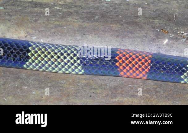 video of Amazonian Coral Snake, Micrurus spixii obscurus, Yasuni ...