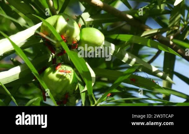Insects in the fruit Stock Videos & Footage - HD and 4K Video Clips - Alamy