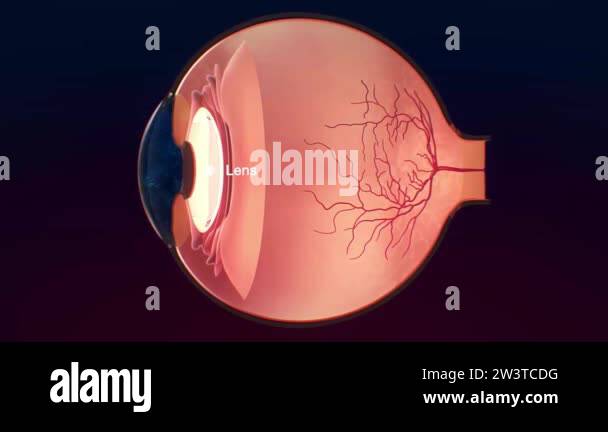 Human Eye Vision Anatomy Motion Animation Stock Video Footage - Alamy