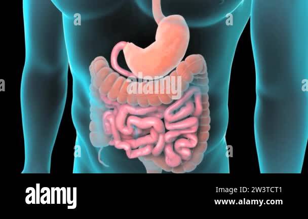 Digestive cecum Stock Videos & Footage - HD and 4K Video Clips - Alamy