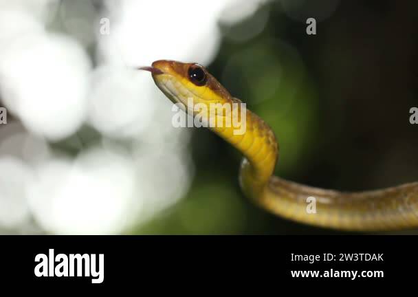 video of snake showing tongue, Olive whipsnake, Chironius fuscus Stock ...