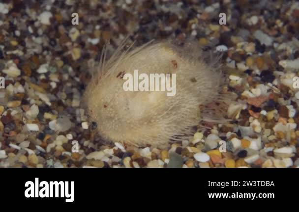 Sea potato underwater Stock Videos & Footage - HD and 4K Video Clips ...