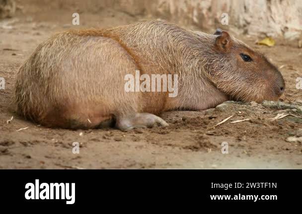 Close up capybara pantanal Stock Videos & Footage - HD and 4K Video ...