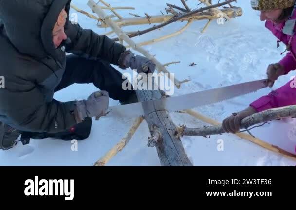 Two girls are sawing a tree with a two-handed saw. Tourists are ...