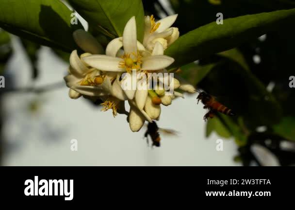 Citrus buds Stock Videos & Footage - HD and 4K Video Clips - Alamy