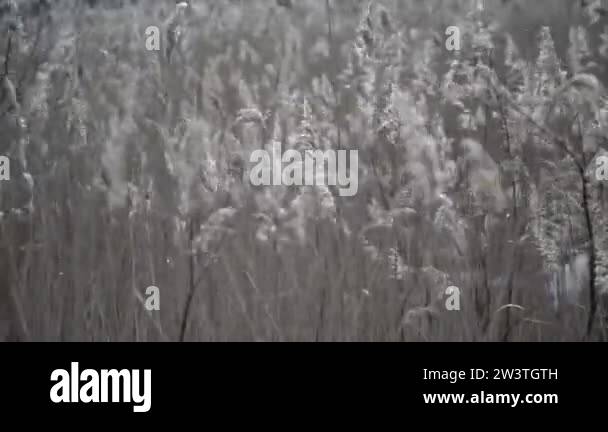 Reed pattern Stock Videos & Footage - HD and 4K Video Clips - Alamy