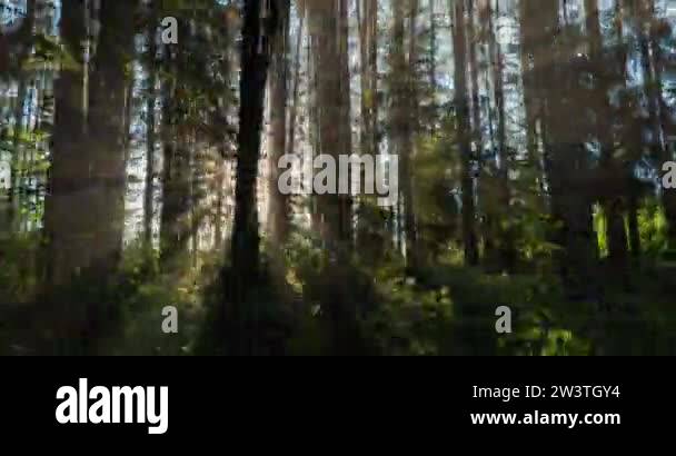 Green Forest. Pine Trees Fairy Forest. Trees pattern. Camera movement ...
