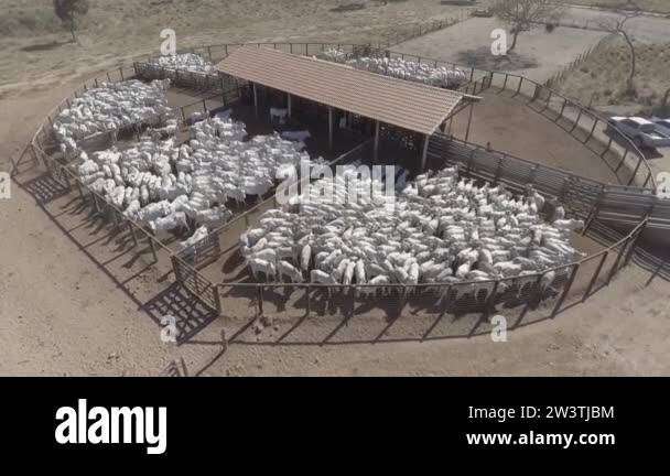 Cattle corral Stock Videos & Footage - HD and 4K Video Clips - Alamy