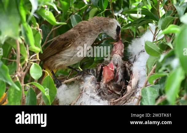 8 day old new born of baby birds in a nest of yellow-vented bulbul ...