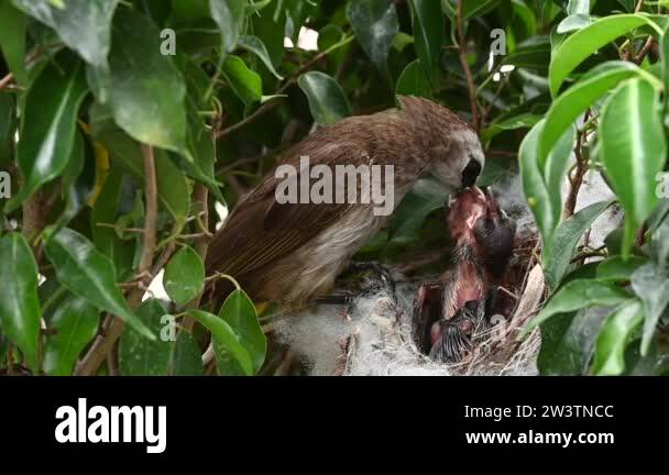 6 day old new born of baby birds in a nest of yellow-vented bulbul ...