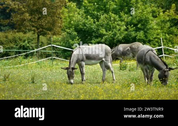 Castle donkey Stock Videos & Footage - HD and 4K Video Clips - Alamy