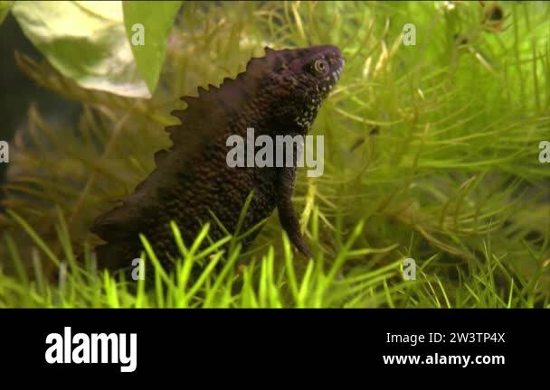 Species of newt Stock Videos & Footage - HD and 4K Video Clips - Alamy