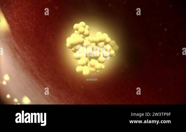 Bacteria Under The Microscope. An animated clip of a large colony Stock ...