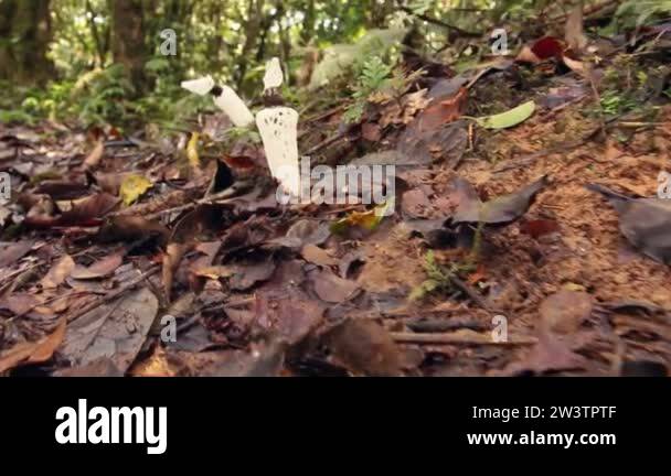 video of mushrooms, Strangled Stinkhorn, Staheliomyces cinctus growing ...