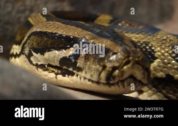Close up of boa constrictor head slowly moving to the right with the ...