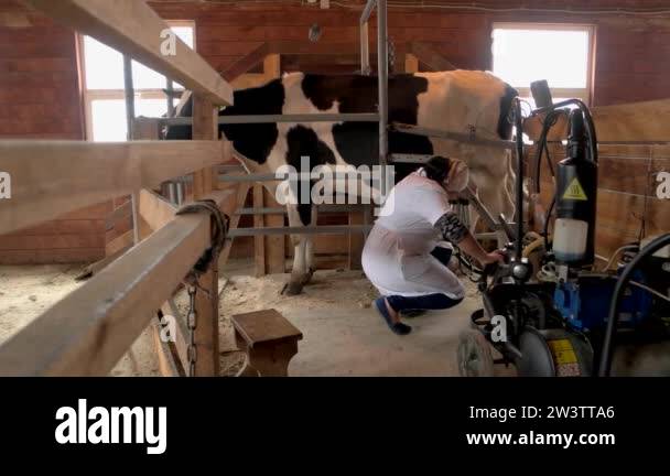 milking a cow at small dairy farm cow connected to modern milking ...