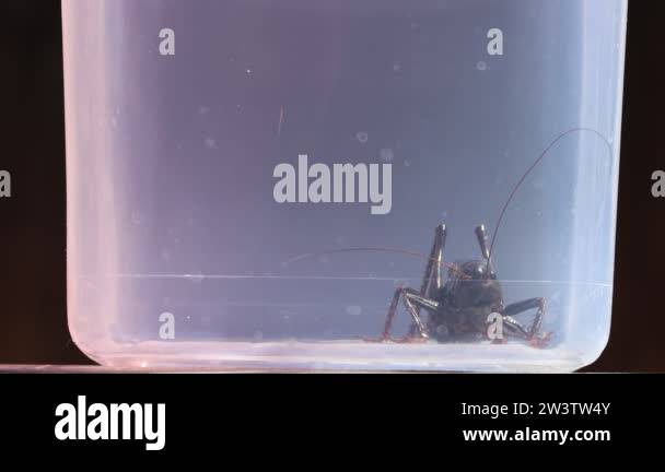 Catch jar Stock Videos & Footage - HD and 4K Video Clips - Alamy