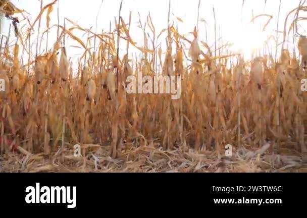 Harvester gathering corn crop in field with sunlight at background ...
