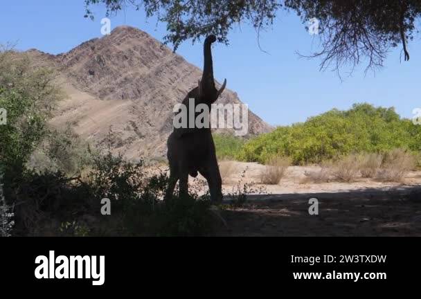 elephant reaching out to grab a tree branch Stock Video Footage - Alamy