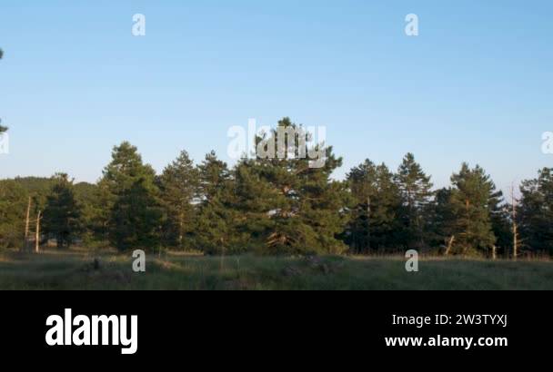 Pan view of large pine tree in forest in sunshine. 4k stock video ...