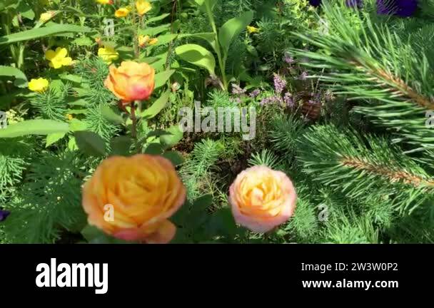 Mini yellow roses Stock Videos & Footage - HD and 4K Video Clips - Alamy