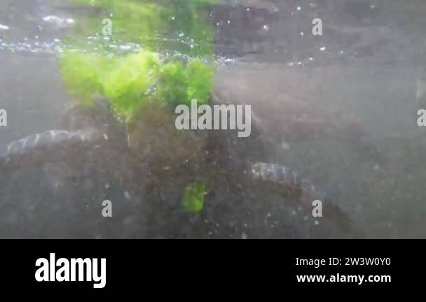 Giant Sea Turtles Swim Underwater and Eat Algae in Natural Aquarium ...