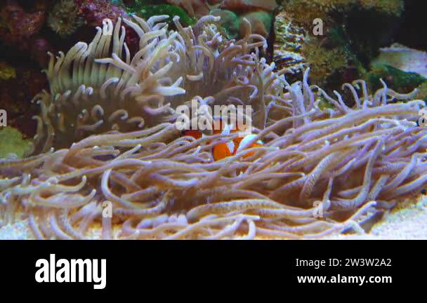 Male and female clown fish, Anemonefish (Amphiprion ocellaris) swim among the tentacles of ...