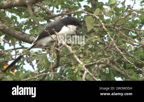 Bird eating grasshopper Stock Videos & Footage - HD and 4K Video Clips ...
