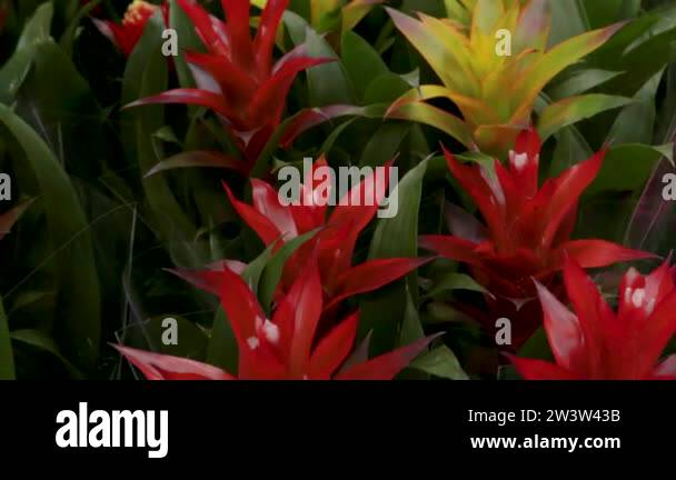 Flower bromelia Stock Videos & Footage - HD and 4K Video Clips - Alamy