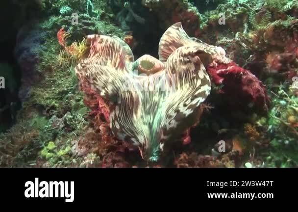Giant clams indo pacific reef diving underwater Stock Videos & Footage ...