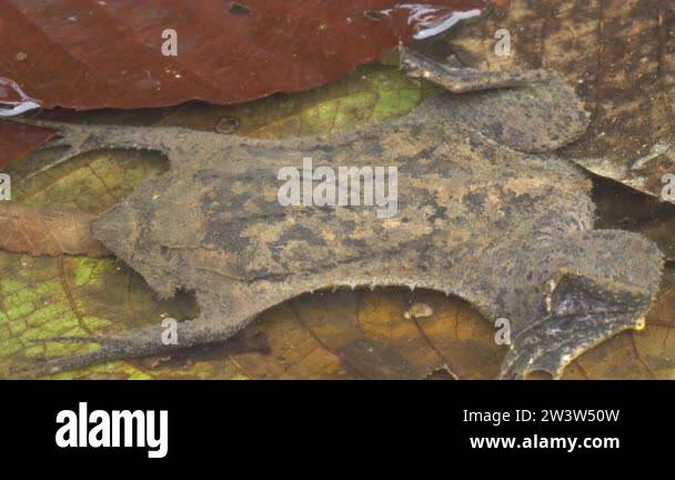 video of Suriname Toad frog skin, Pipa pipa in water, camouflage Stock ...