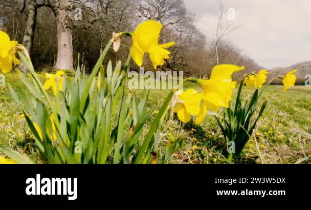 National flower of wales Stock Videos & Footage - HD and 4K Video Clips ...