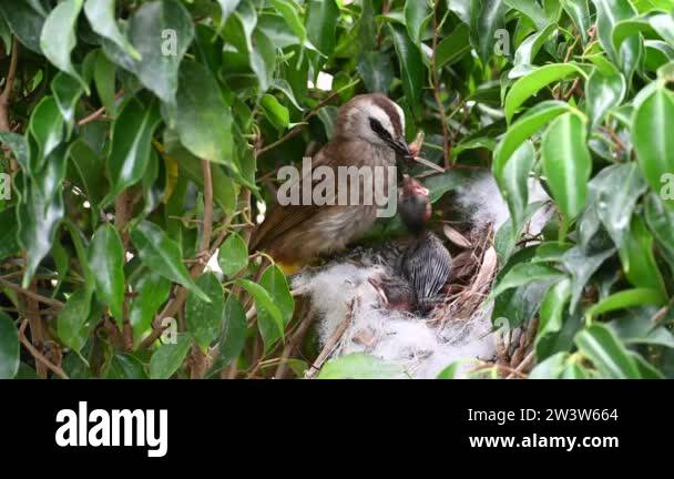 Mother bird feeding bapy birds in a nest of yellow-vented bulbul ...