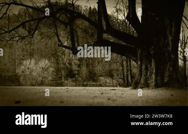 Mystic tree Stock Videos & Footage - HD and 4K Video Clips - Alamy