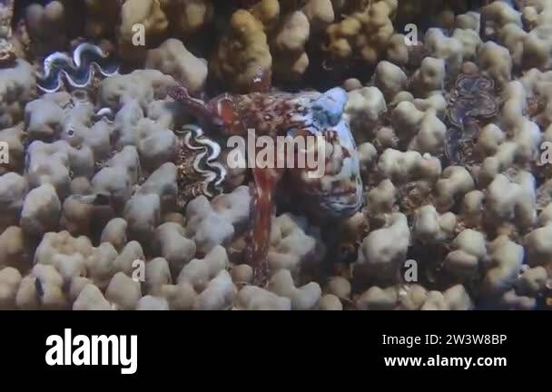 wonderful big red octopus is running over corals in the sea from egypt ...