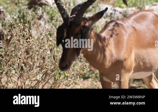 Three Yellow-billed oxpecker eats ticks and other insects from the head ...