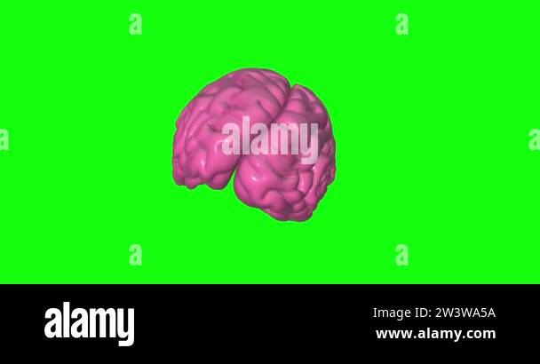 8 different animations 3d human brain anatomy green screen mind genius ...