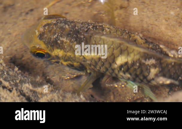 Amazonian fish Stock Videos & Footage - HD and 4K Video Clips - Alamy