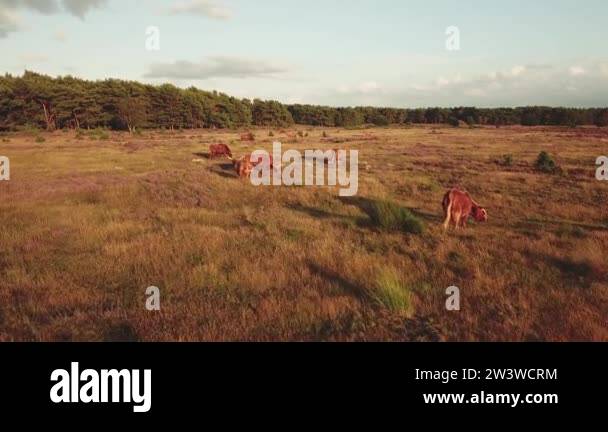 Highlander flowers Stock Videos & Footage - HD and 4K Video Clips - Alamy